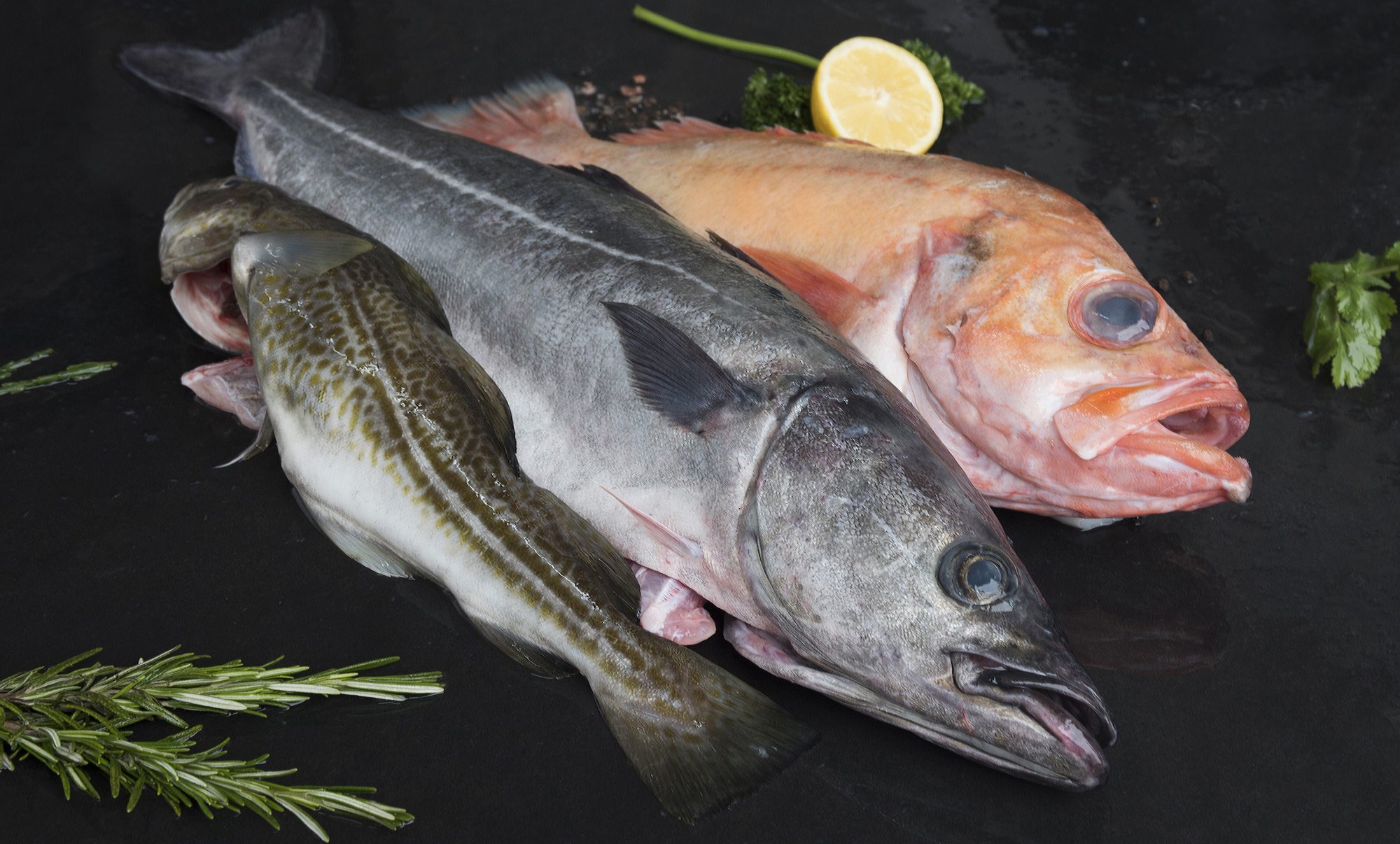 Groothandel in verse en gevroren vis - Seafood World